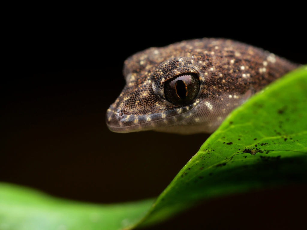 Hook-toed Geckos from Madang, Papua-Neuguinea on July 21, 2022 at 08:39 ...
