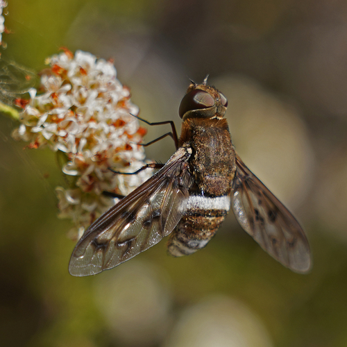 Genus Nyia · iNaturalist