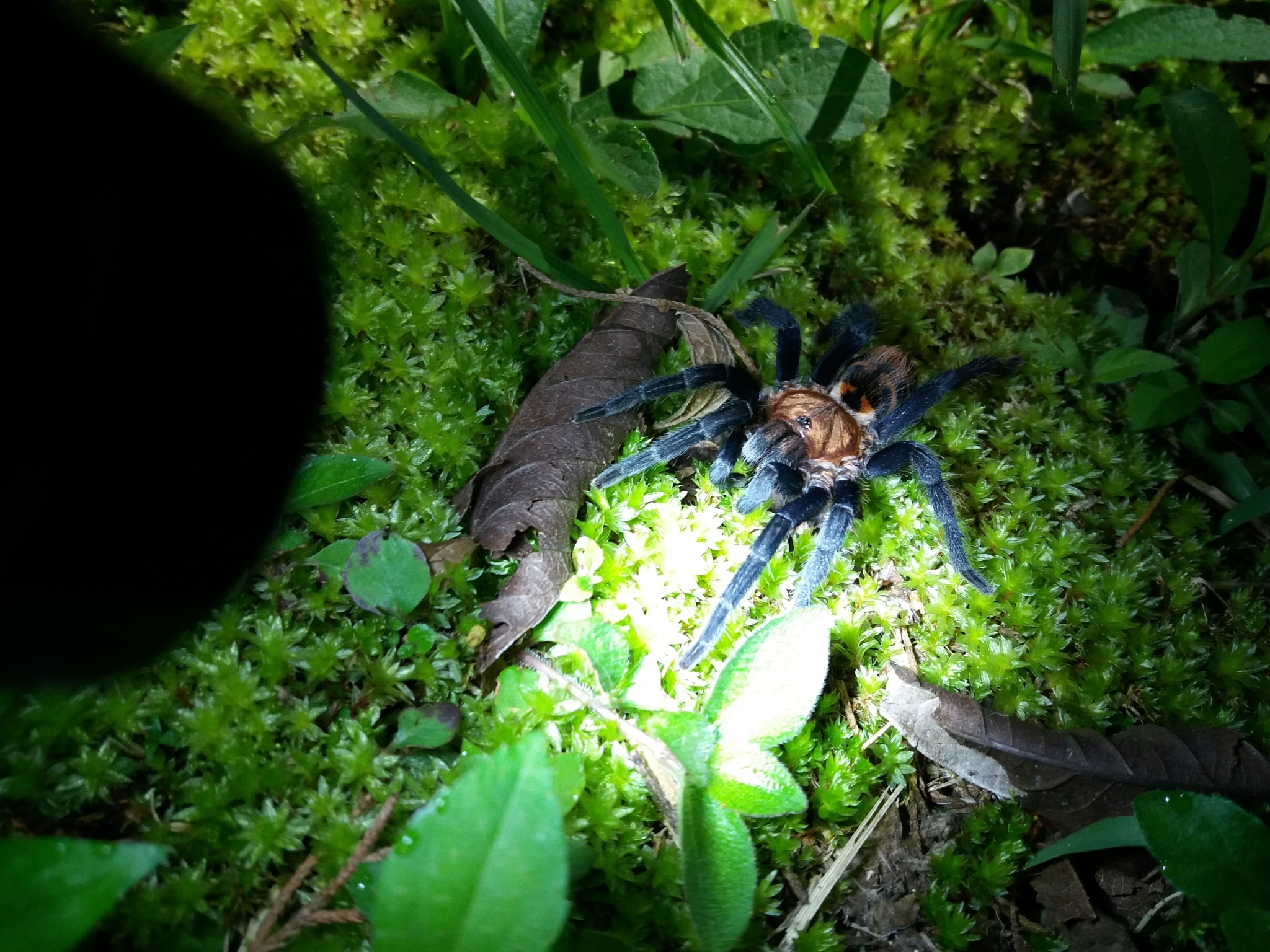 Davus ruficeps (Simon, 1891)