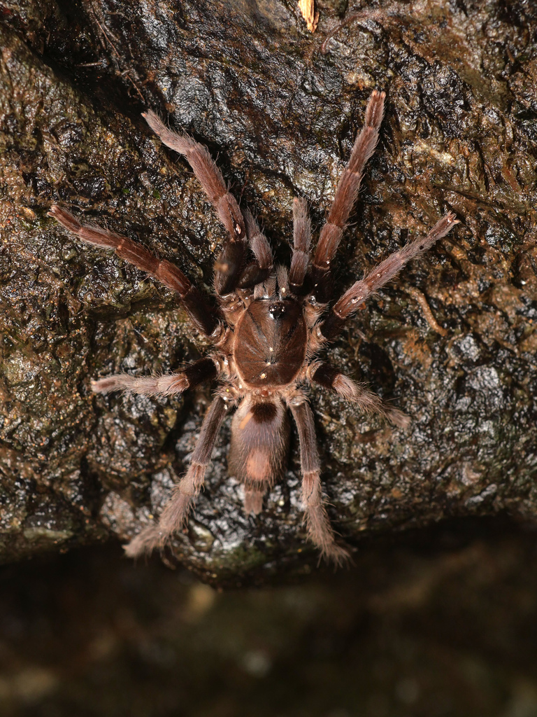 Asia-Pacific Tarantulas from Madang, Papua-Neuguinea on July 21, 2022 ...