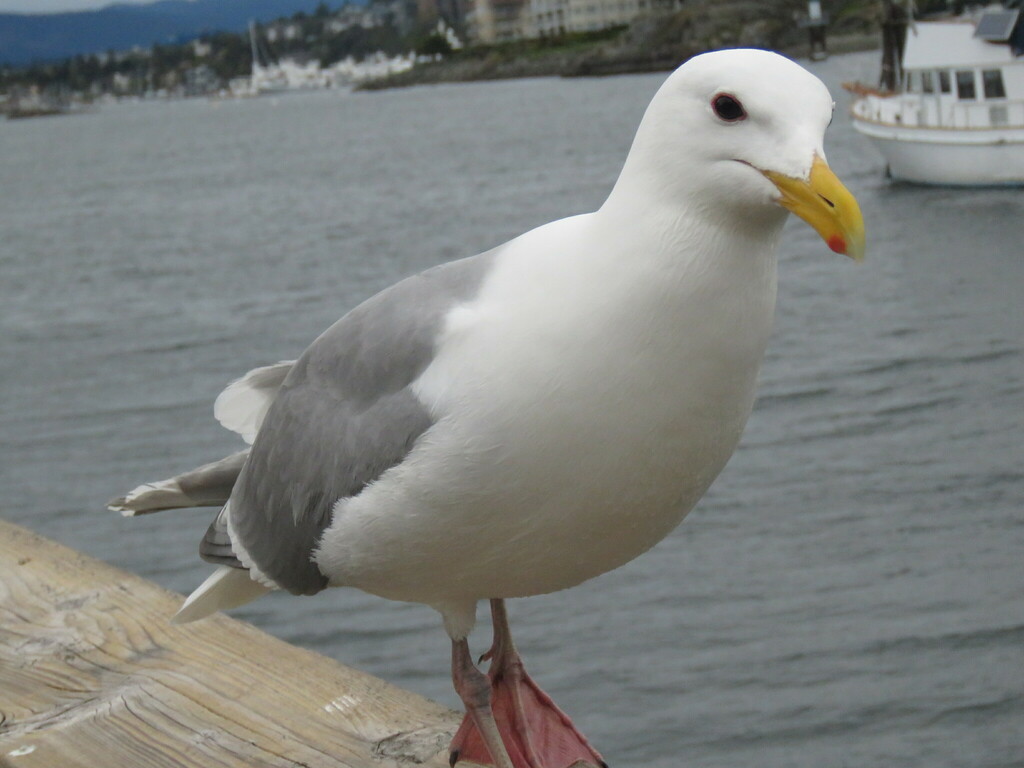 Olympic Gull from 1006 Wharf St, Victoria, BC V8W 1N8, Canada on May 11 ...