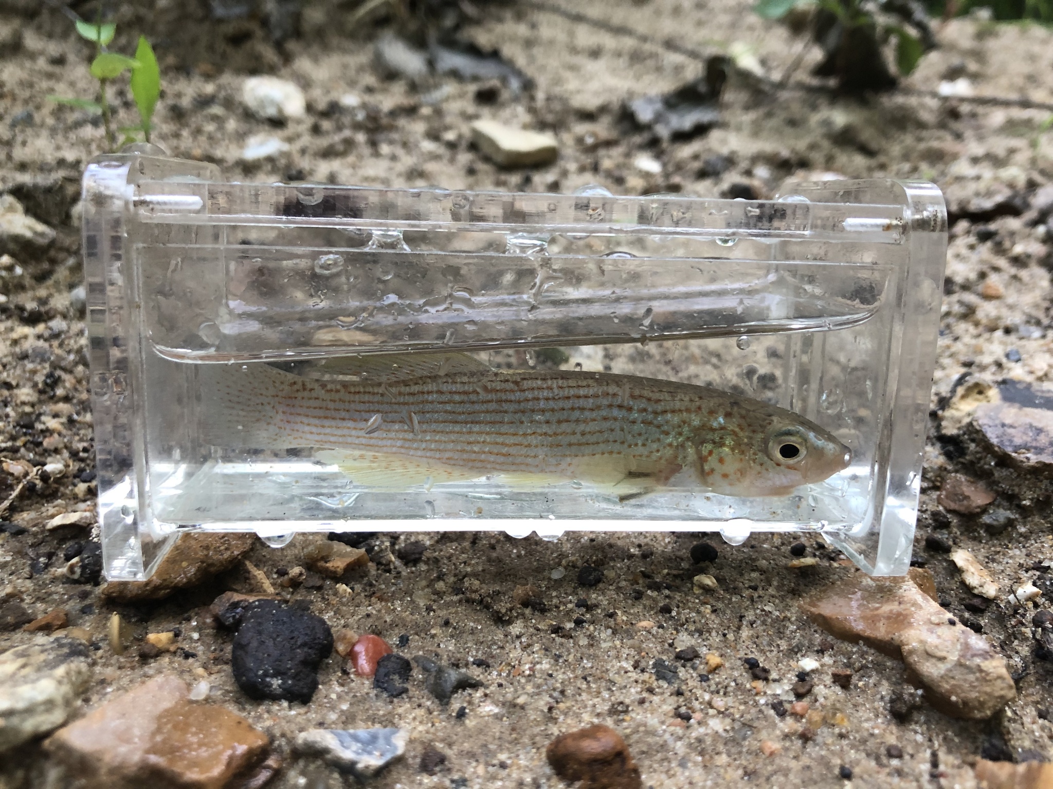 Fundulus catenatus (Storer, 1846)