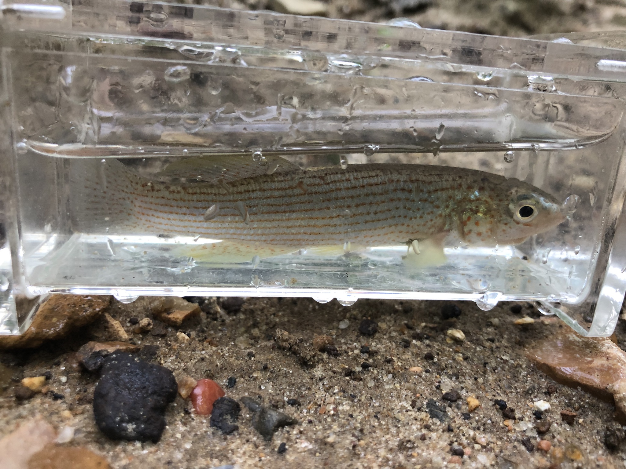 Fundulus catenatus (Storer, 1846)