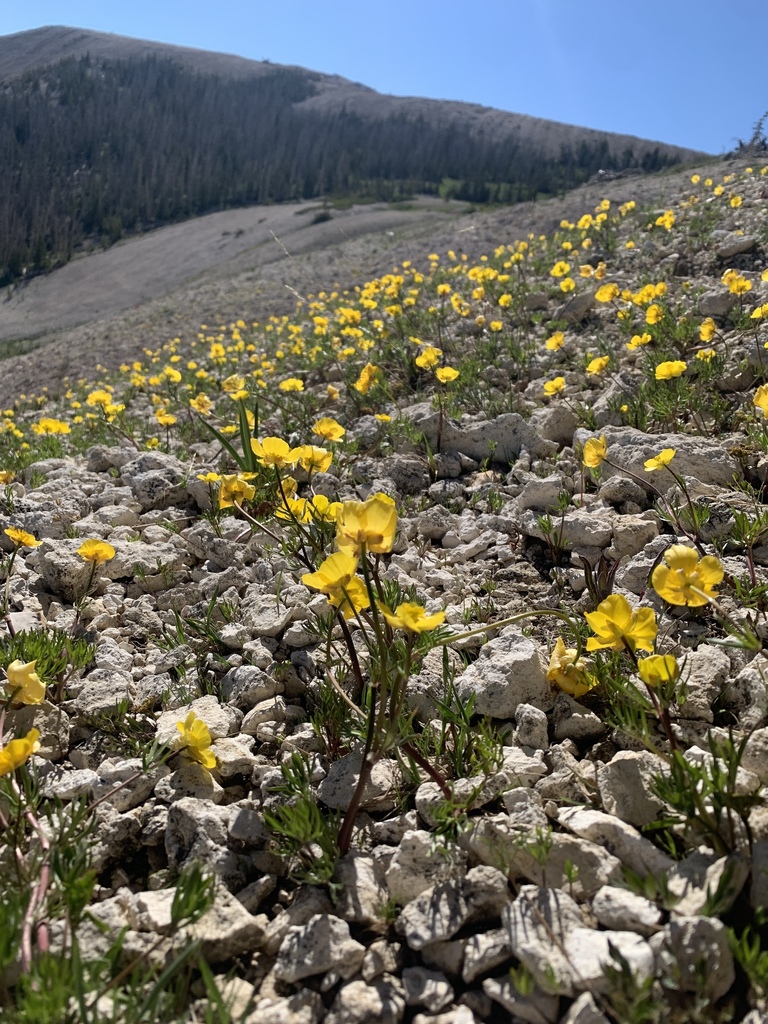 alpine buttercup from Sanpete, Utah, United States on July 8, 2022 at ...