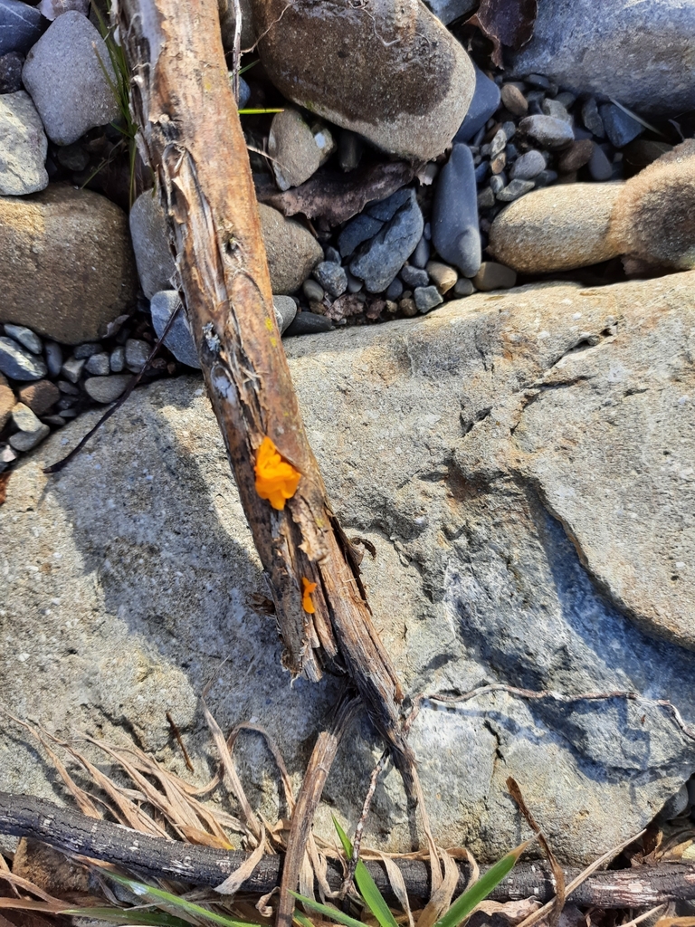 witch's butter from Surrey Hills, New Zealand on July 22, 2022 at 02:07 ...