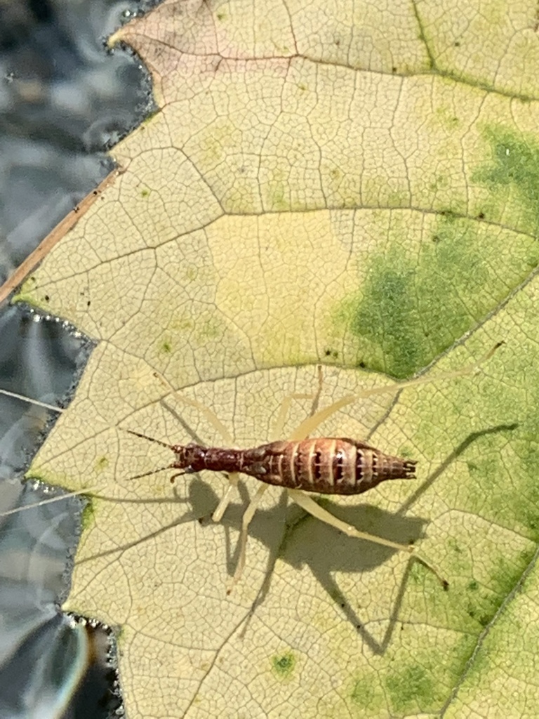 Two-spotted Tree Cricket from Old Marlboro Rd, Concord, MA, US on July ...