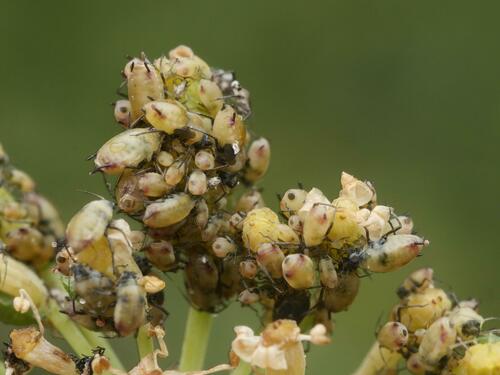 Coriander Aphid (Hyadaphis coriandri) · iNaturalist