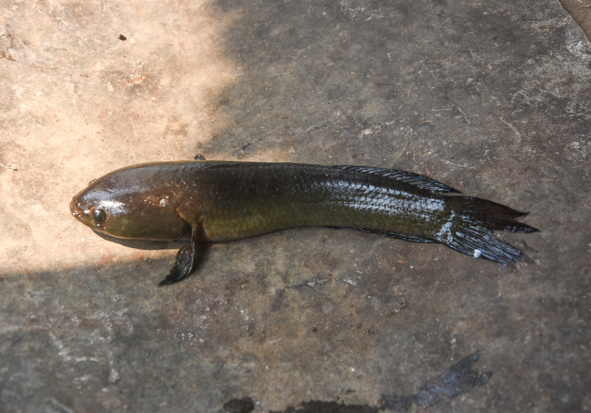 Channa gachua (Hamilton, 1822)