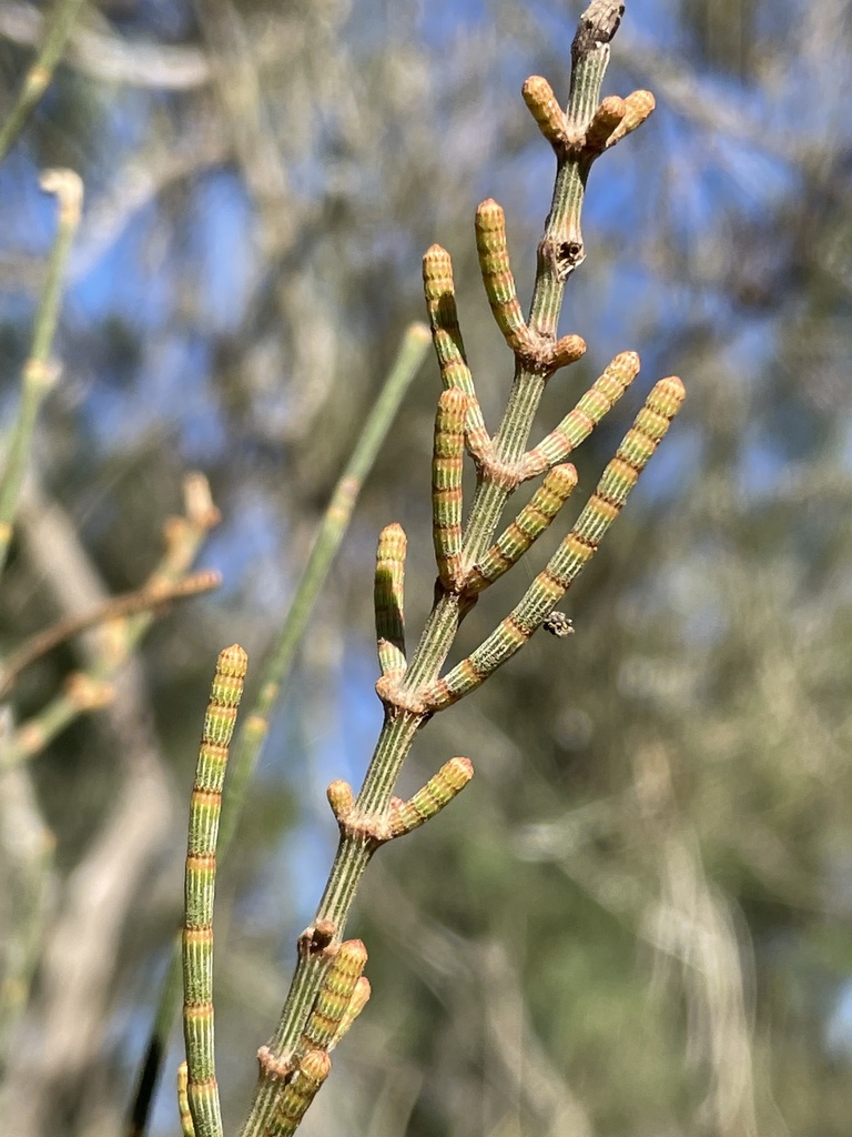 Buloke (Allocasuarina luehmannii) - Botanical Realm