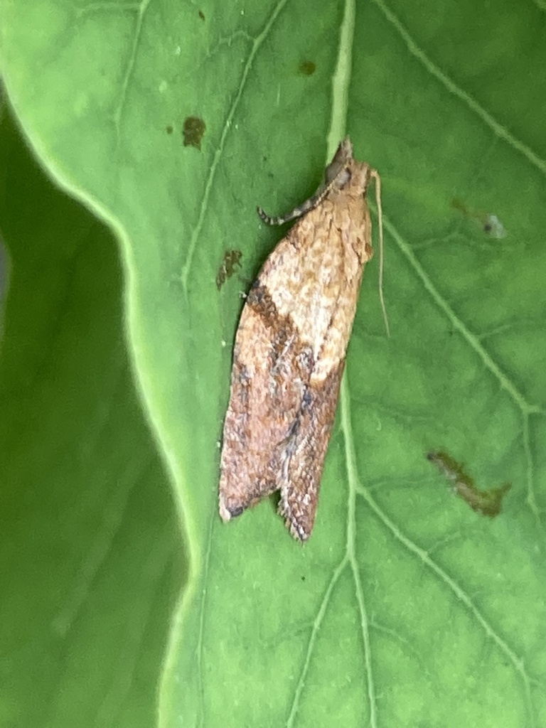 Light Brown Apple Moth from The Gardens, Wells, England, GB on July 22 ...