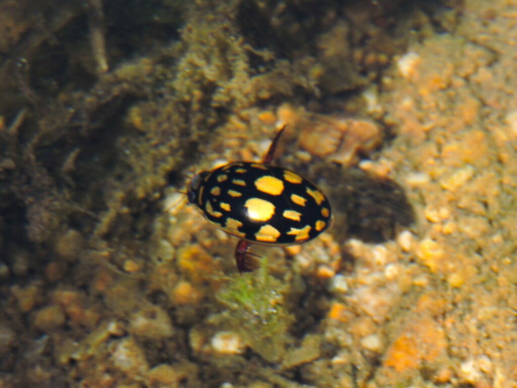 Sunburst Diving Beetle from Zapopan, MX-JA, MX on July 20, 2022 at 03: ...