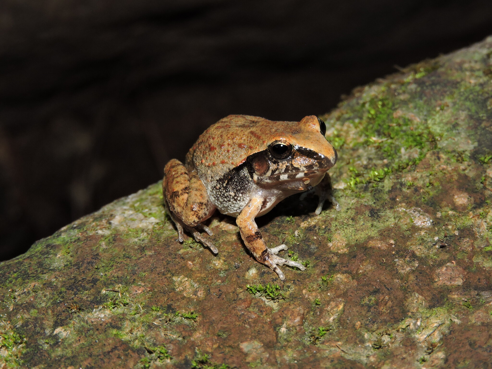Craugastor occidentalis (Taylor, 1941)