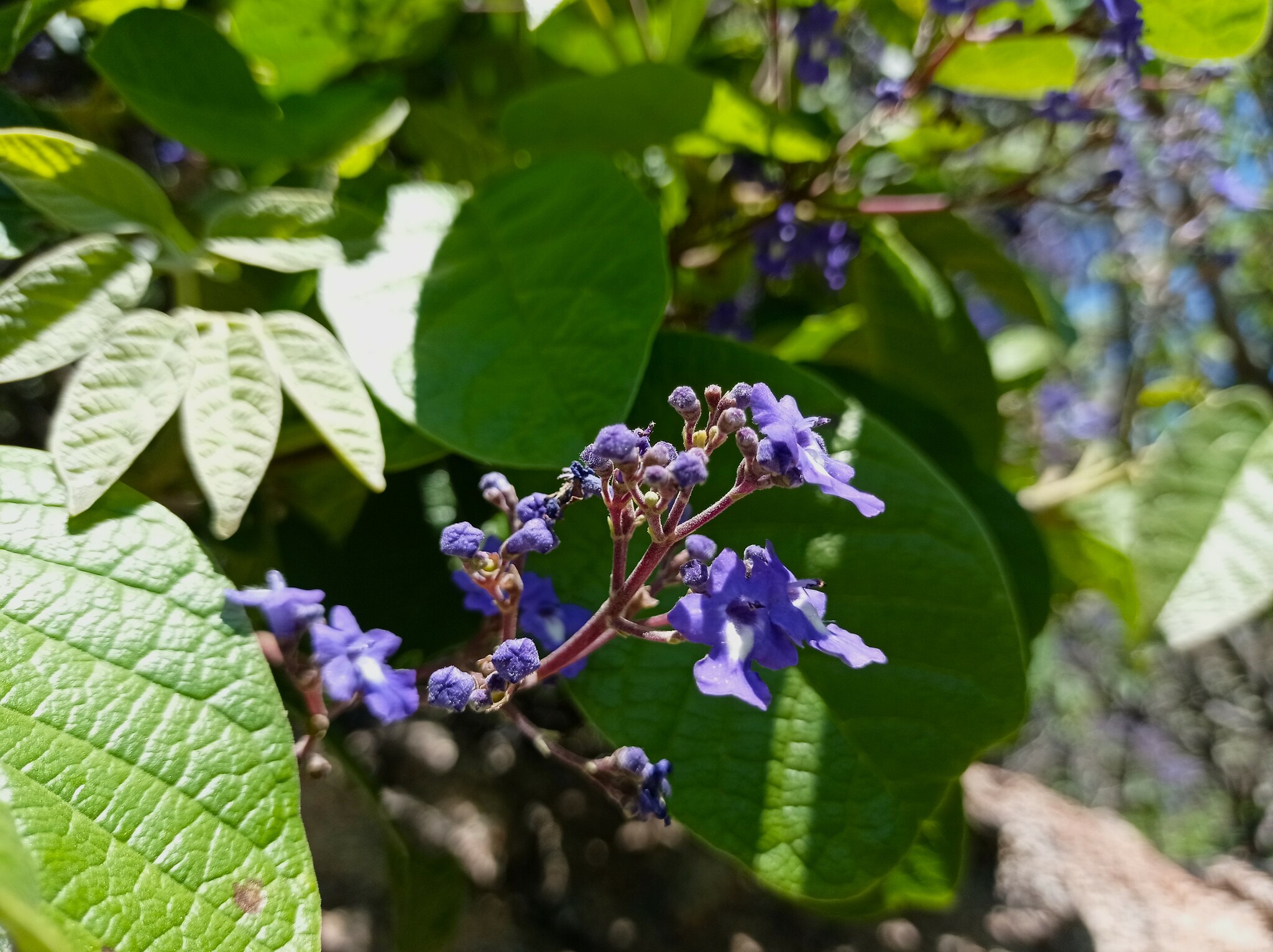 Vitex pyramidata B.L.Rob.