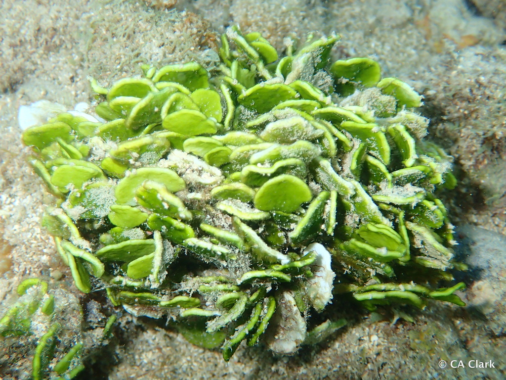 (Halimeda) - Botanical Realm