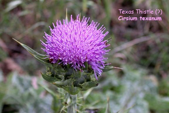 Texas thistle (Coleto Creek Park Field Trip) · iNaturalist
