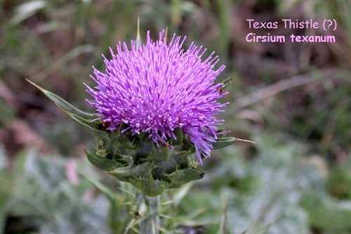 Texas thistle (Coleto Creek Park Field Trip) · iNaturalist