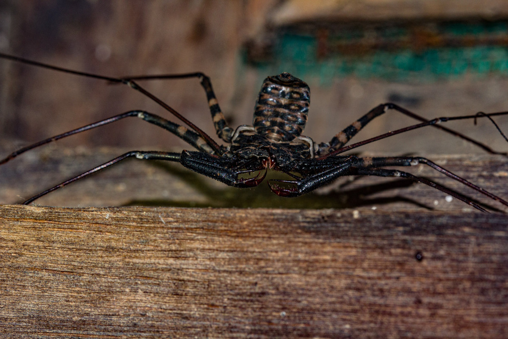 Common Whipspider from Chironde Camp, Coutada 12, Cheringoma ...