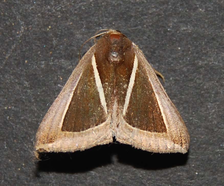 Chalciope alcyona from Goomboorian QLD 4570, Australia on May 8, 2013 ...