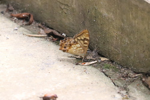 Lethe labyrinthea · iNaturalist