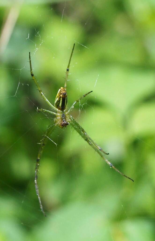 Black-Striped Orchard Spider from Chiayi County, Taiwan, Taiwan on July ...