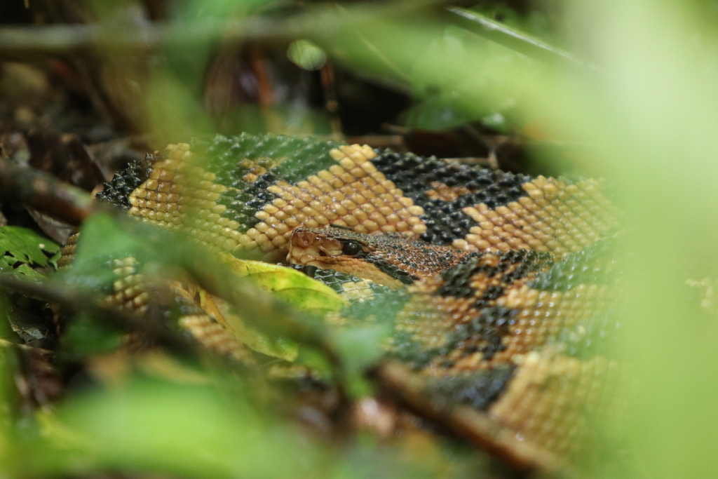 South American Bushmaster in April 2019 by cleeb · iNaturalist
