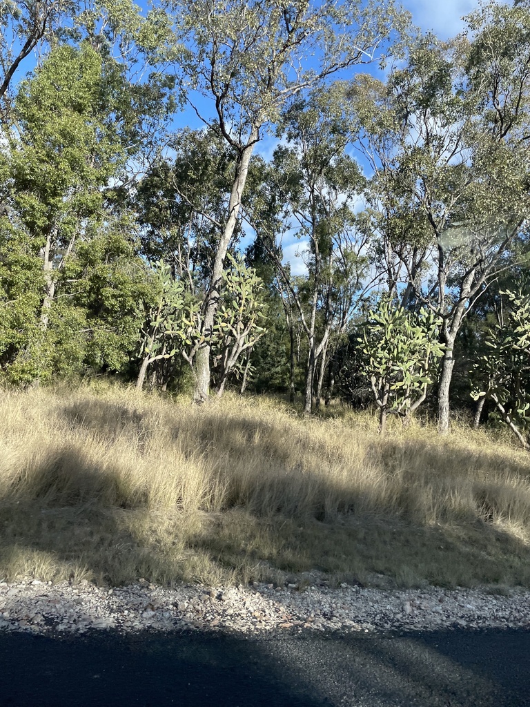 Pricklypears from Gore Highway, Kindon, QLD, AU on July 22, 2022 at 03: ...