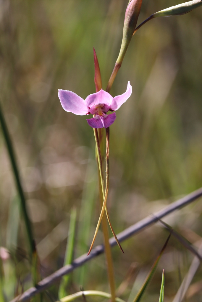 purple donkey orchid from Inverleigh VIC 3321, Australia on October 31 ...