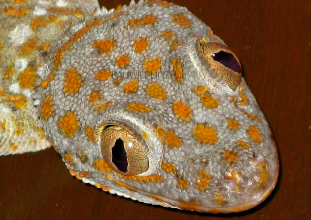 Tokay Gecko from Gianyar Regency, Bali, Indonesia on July 22, 2022 at ...