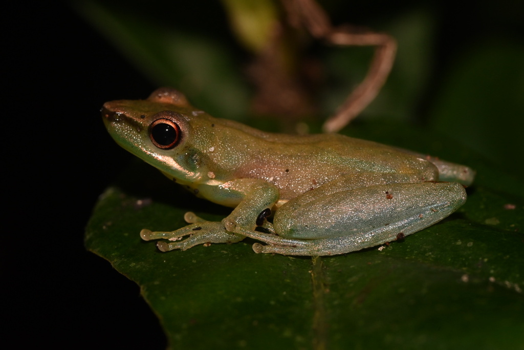Slender Tree Frog in July 2022 by Alex Castelein · iNaturalist