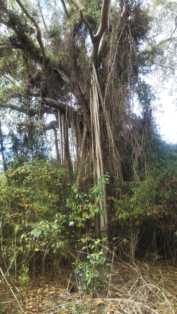 Ficus grevei from Melaky, MG-MA, MG on June 10, 2022 at 12:49 PM by erickrak · iNaturalist