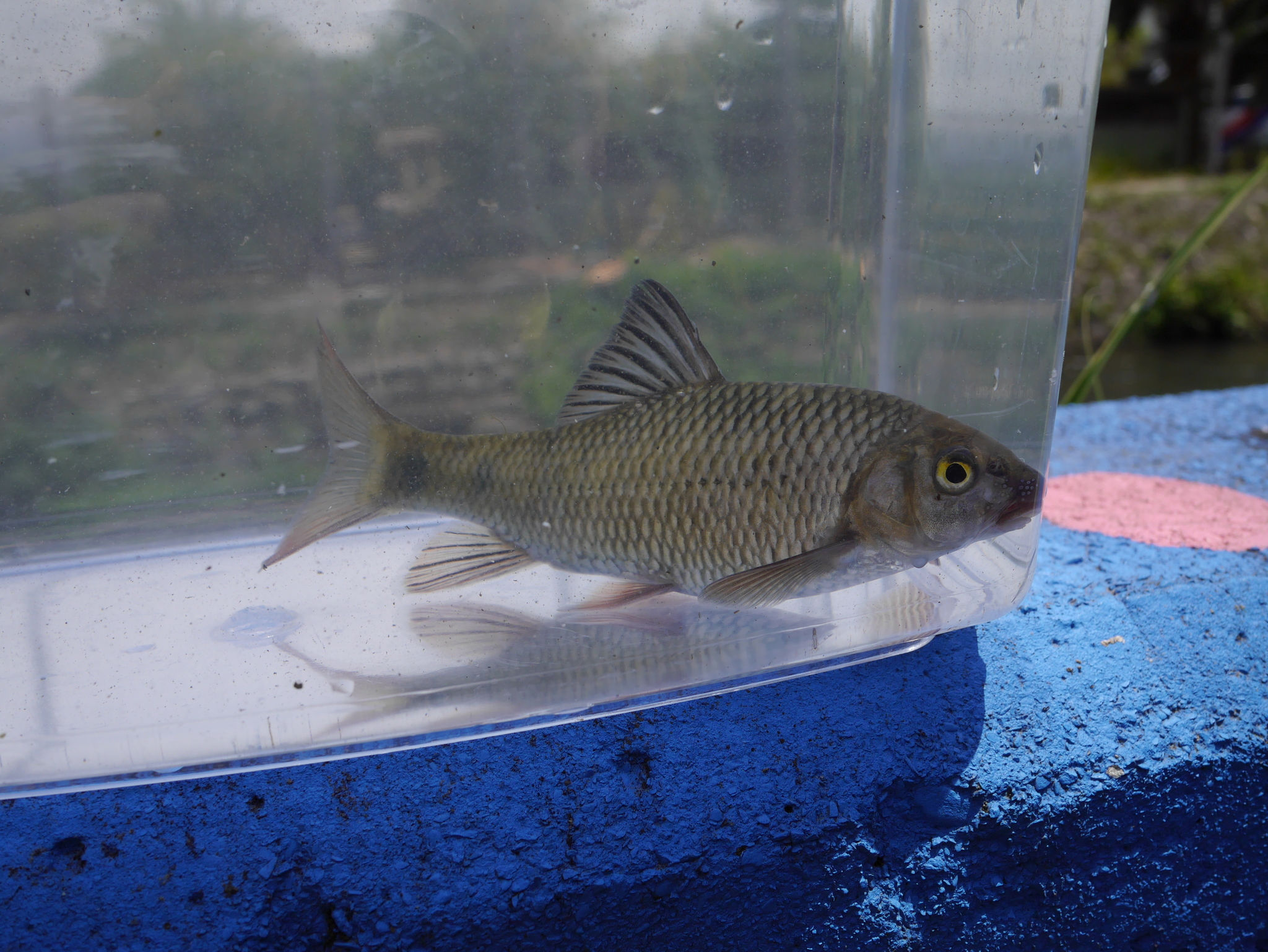 Acrossocheilus Oshima, 1919