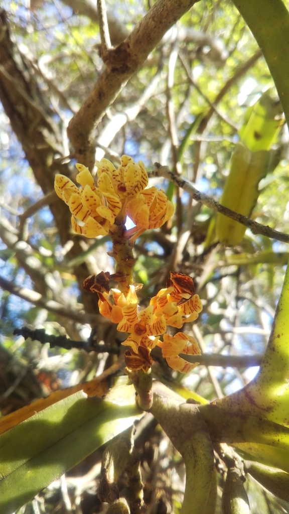 Acampe pachyglossa from Melaky, MG-MA, MG on June 11, 2022 at 10:15 AM ...