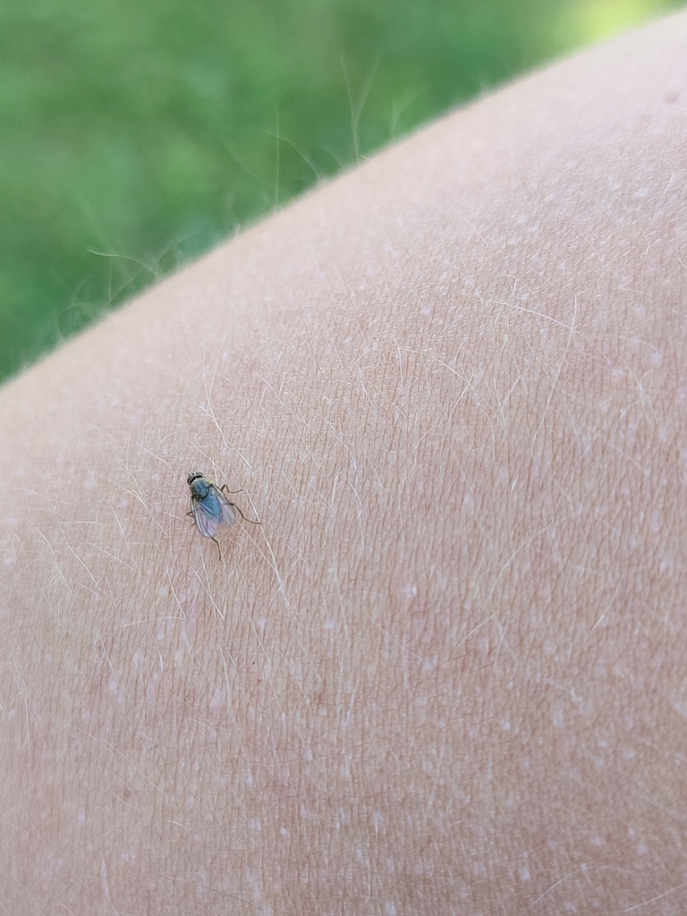 Root-maggot Flies from Узденский район, Беларусь on July 22, 2022 at 11 ...