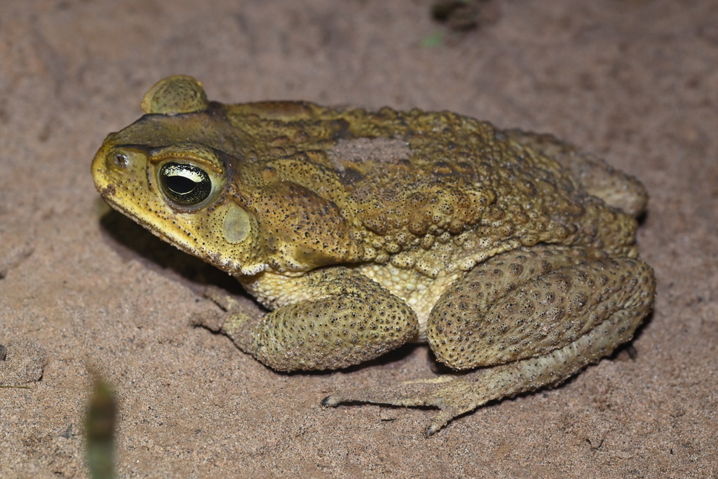 Cane Toad from Tambopata, PE-MD, PE on July 19, 2022 at 11:06 PM by ...