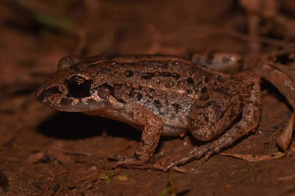 Cocha Chirping Frog from Tambopata, PE-MD, PE on July 20, 2022 at 02:54 ...