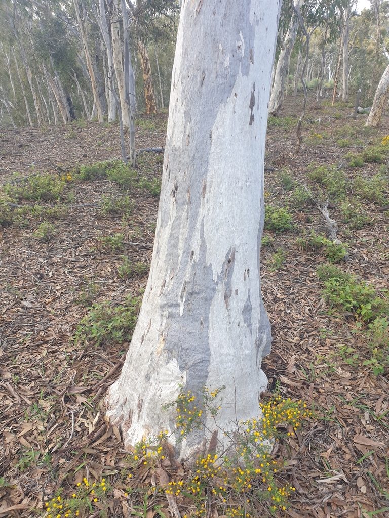 wandoo (Eucalyptus wandoo) - Botanical Realm