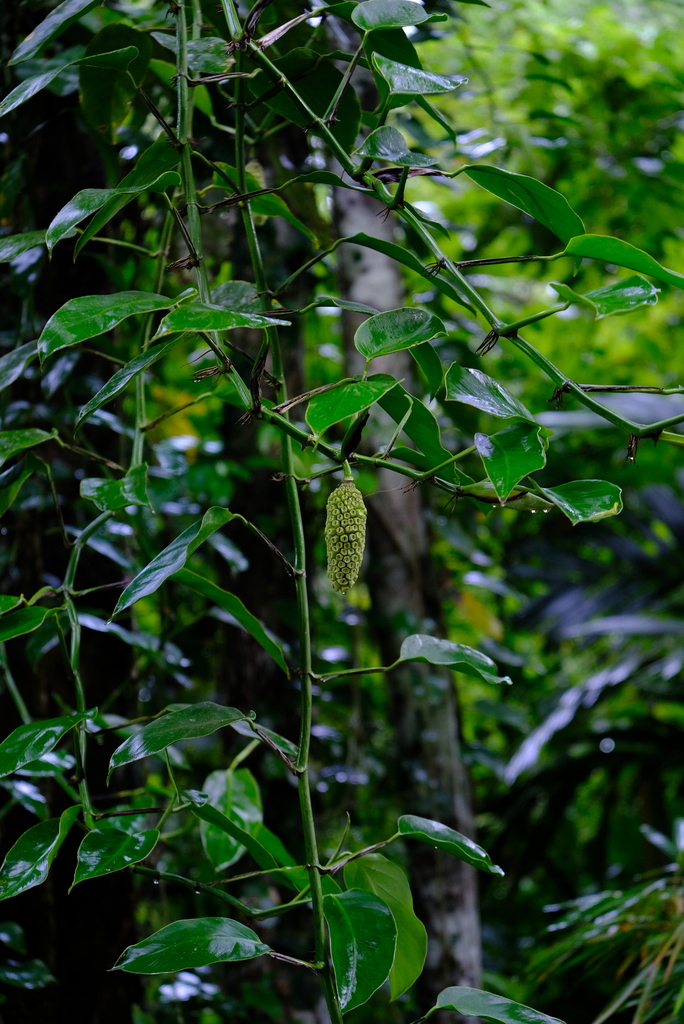 Monstera pittieri from m1 on June 29, 2022 at 03:36 PM by Nick Helme ...
