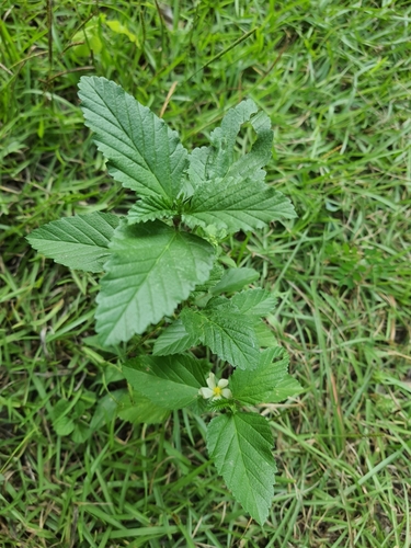 Observations by kuei-chen · iNaturalist