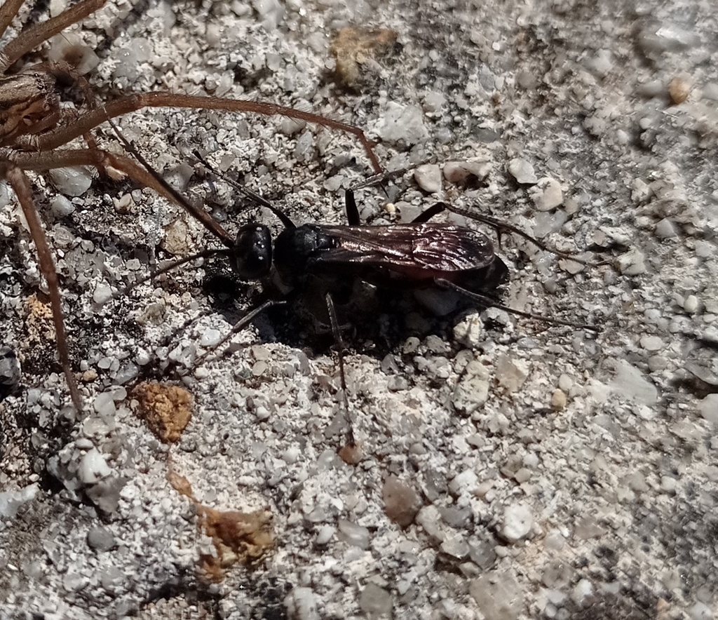 Pepsinae from Guissény, France on July 21, 2022 at 04:12 PM by ...