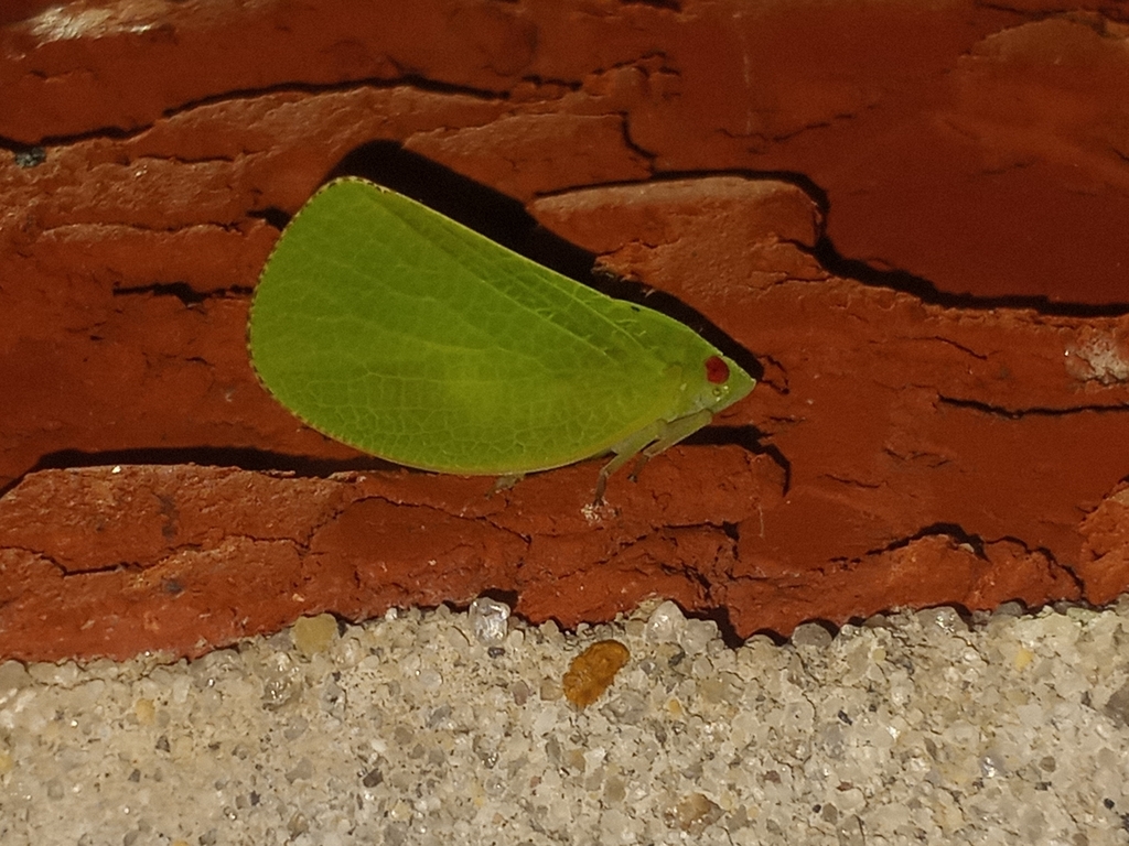 Green Cone-headed Planthopper from Preston, MD 21655, USA on July 22 ...