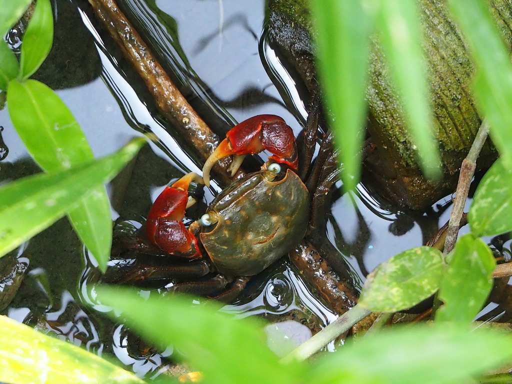 Red-clawed crab from 台灣台北 on July 13, 2022 at 10:14 AM by 葉子 · iNaturalist