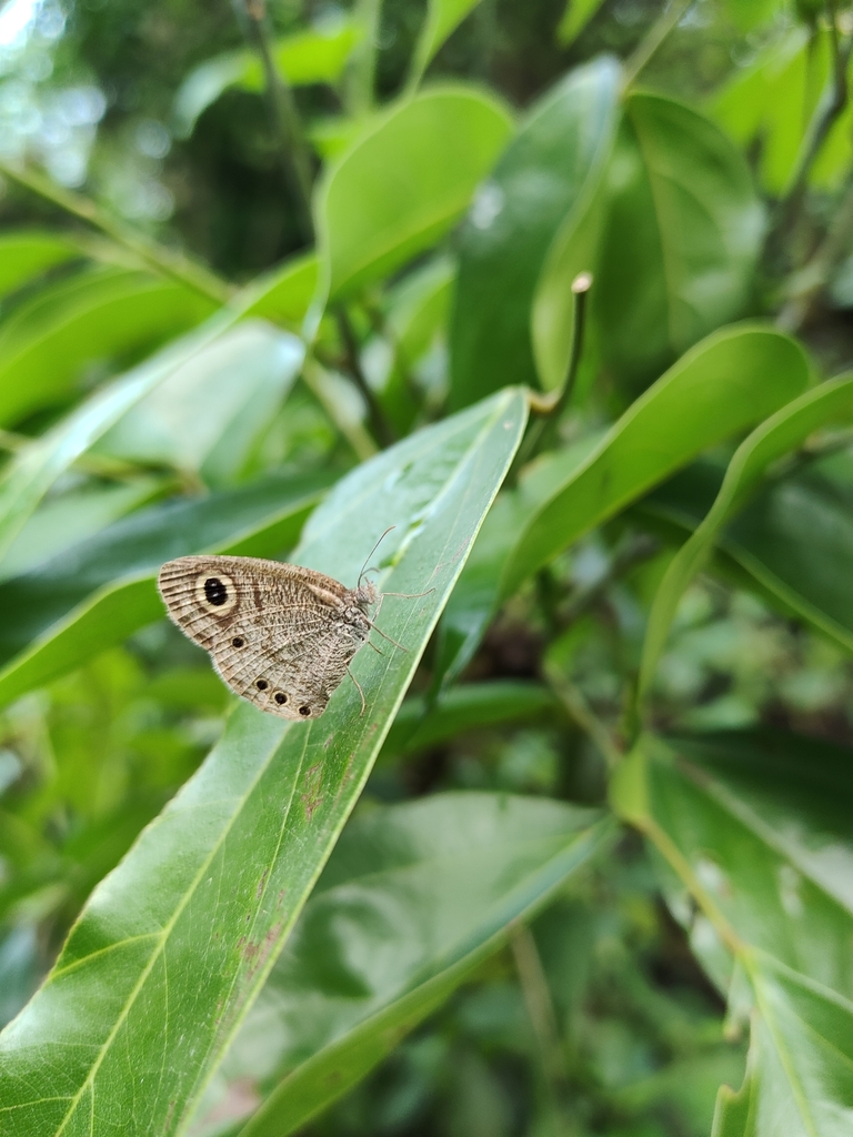 Common Four-ring from Kerala 673603, India on March 28, 2022 at 07:17 ...