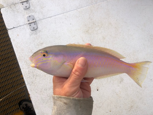 Lábrido Colmillón Dorado (Choerodon aurulentus) · iNaturalist Mexico
