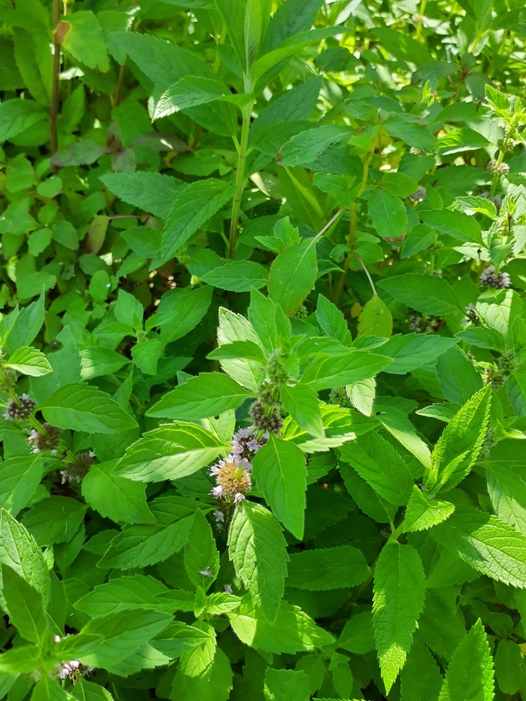 Mentha canadensis L.