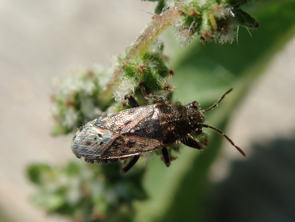 Nettle ground bug from Vyškov, Jihomoravský, Czechia on July 22, 2022 ...