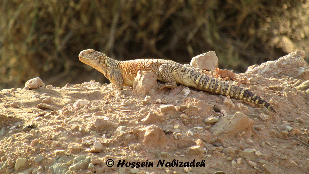 Mesopotamian Spiny-tailed Lizard from Ilam Province, Iran on April 24 ...