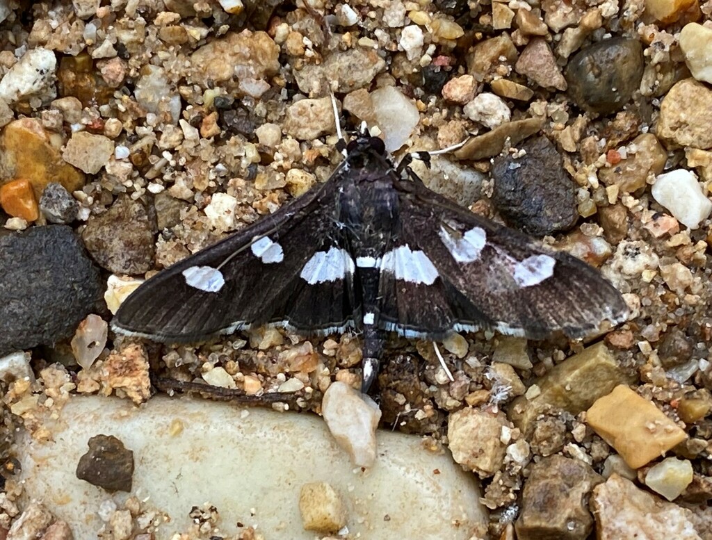 Grape Leaffolder Moth from Panther Creek Rd., Lauderdale County, AL ...