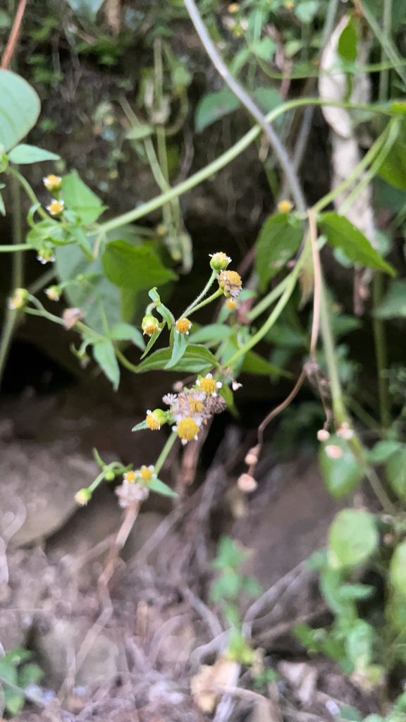 Gallant Soldier from 番路鄉 on July 22, 2022 at 06:44 PM by ...