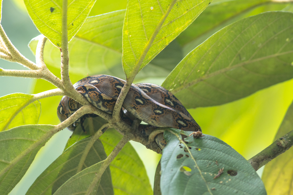 Reticulated Python from Khlong Ya, Ao Luek District, Krabi, Thailand on ...