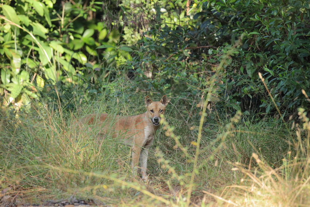 Dingo from Kutini-Payamu (Iron Range) National Park (CYPAL), Iron Range ...